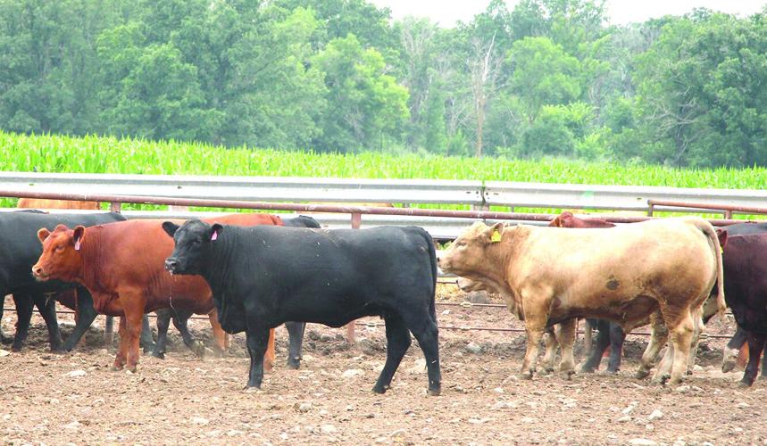 Raising beef and building legacy | Agriculture | hometownsource.com
