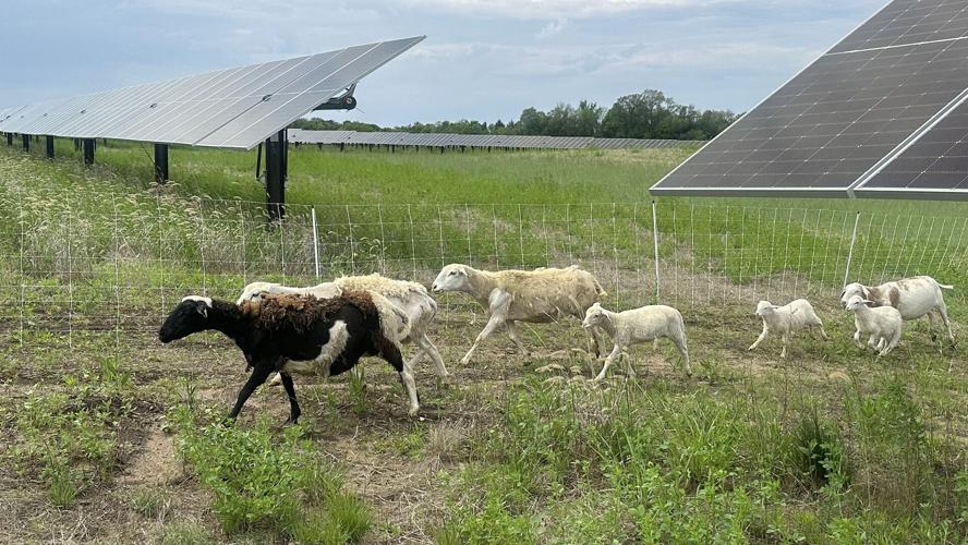 Sheep 'lamb-scaping' at solar farm | Podcast | hometownsource.com
