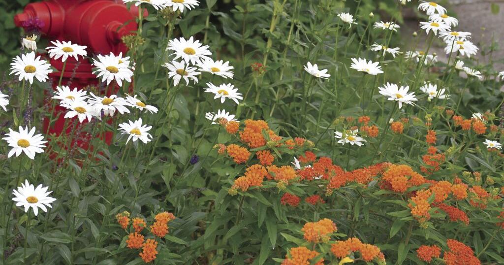 Lake life: No Mow June | Local News | hometownsource.com