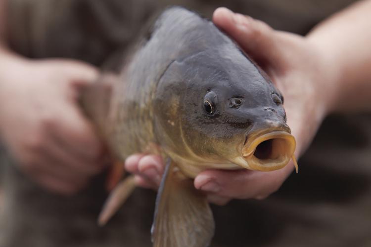 Carp: Minnesota lakes’ hidden threat | Local News | hometownsource.com