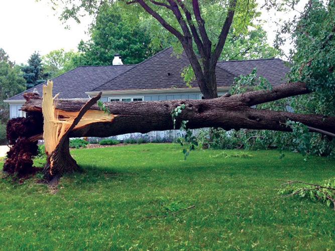 Trees down | Local News | hometownsource.com