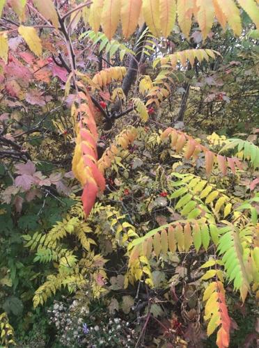 Sumac is gone, but Hopkins Park is decked out for fall | APG State News ...