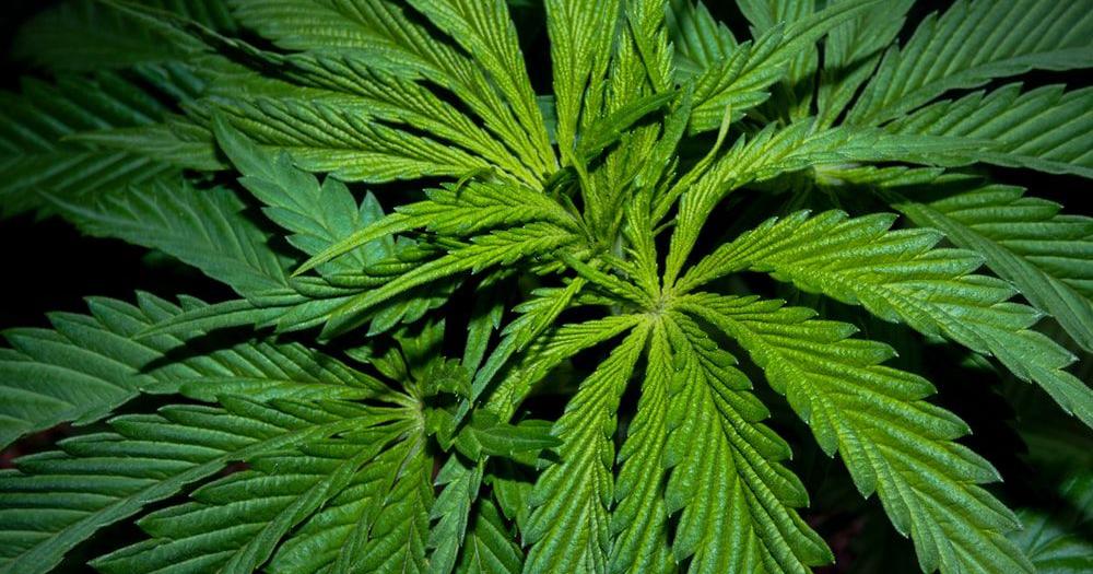 Listening session on cannabis legalization set for Eden Prairie Nov. 18 ...
