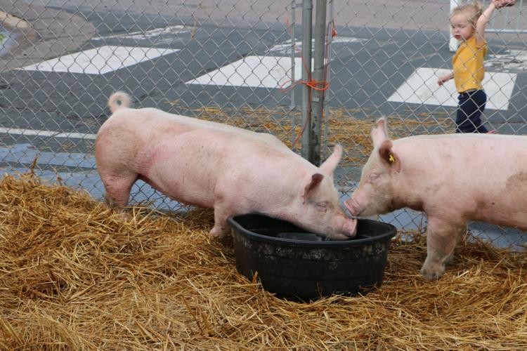 Youngsters delight in animals at Dew Days petting zoo | Farmington ...