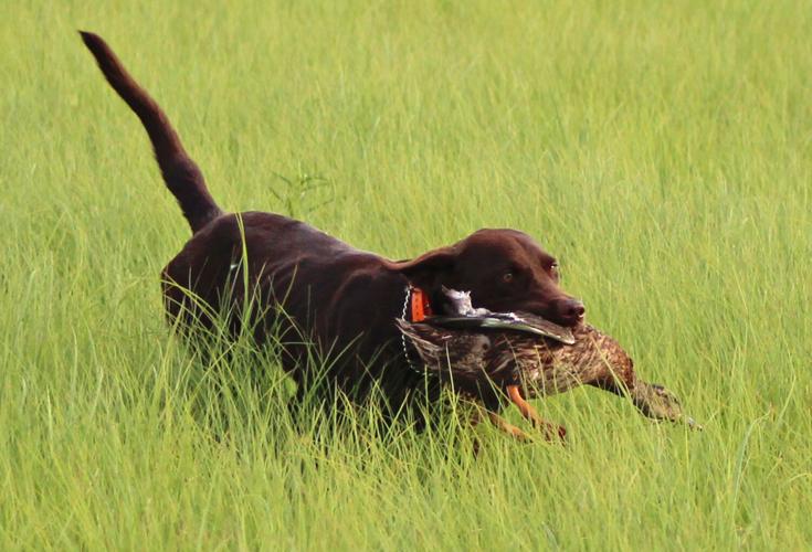 Hunting fowl with man’s best friend | Morrison County Record ...