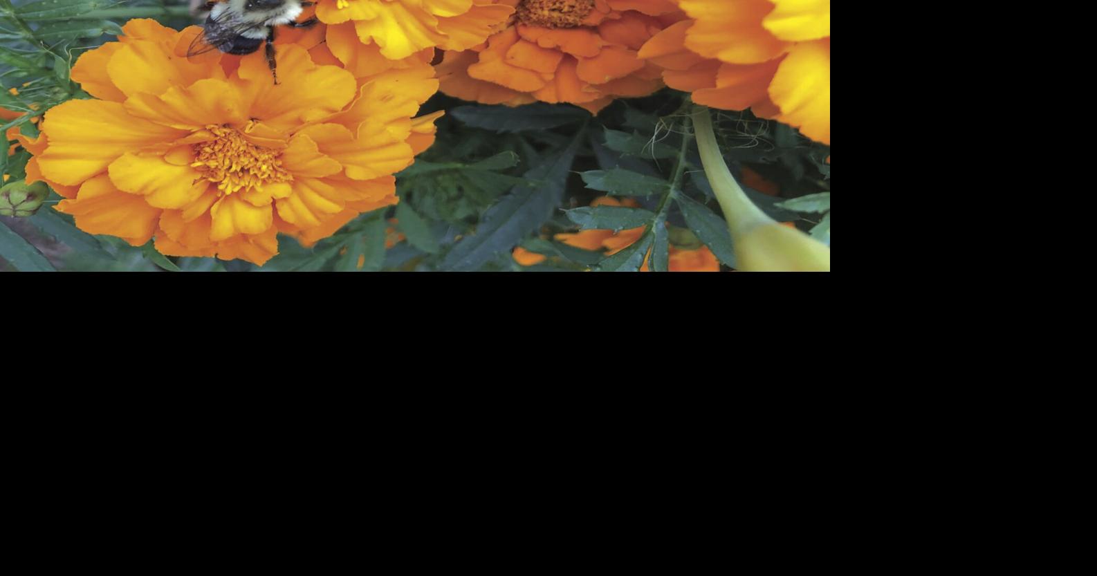 Garden Views: Native bees of Minnesota | Columnist | hometownsource.com