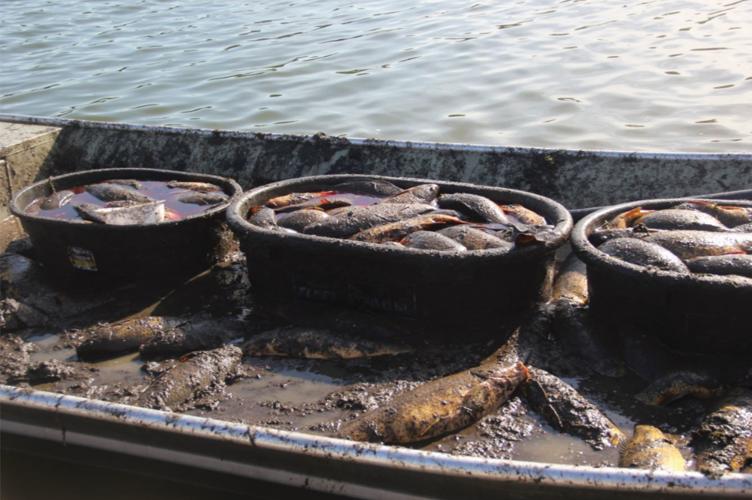 Invasive carp removal process begins | Community | hometownsource.com