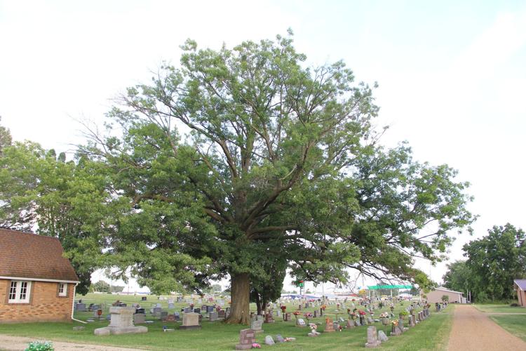A follow-up on Evergreen’s deciduous elder | Local News ...