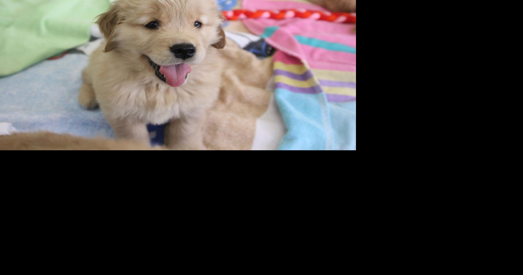 Eden Prairie gets some puppy love at the Herman Puppy Enrichment Center ...