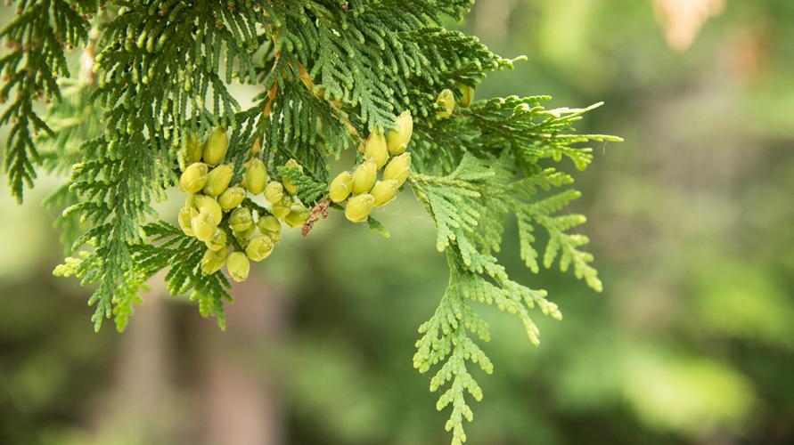 New state forest maps help Minnesotans find summer fun | Elk River Star ...