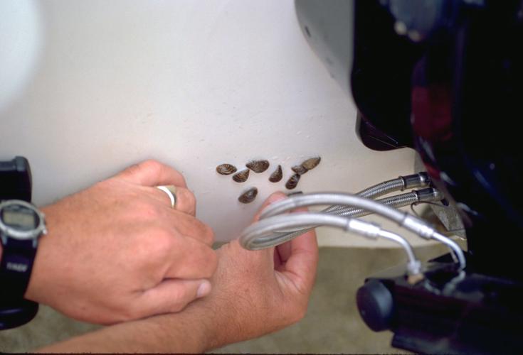 Zebra mussel larvae confirmed in Washington County lakes | Local News ...