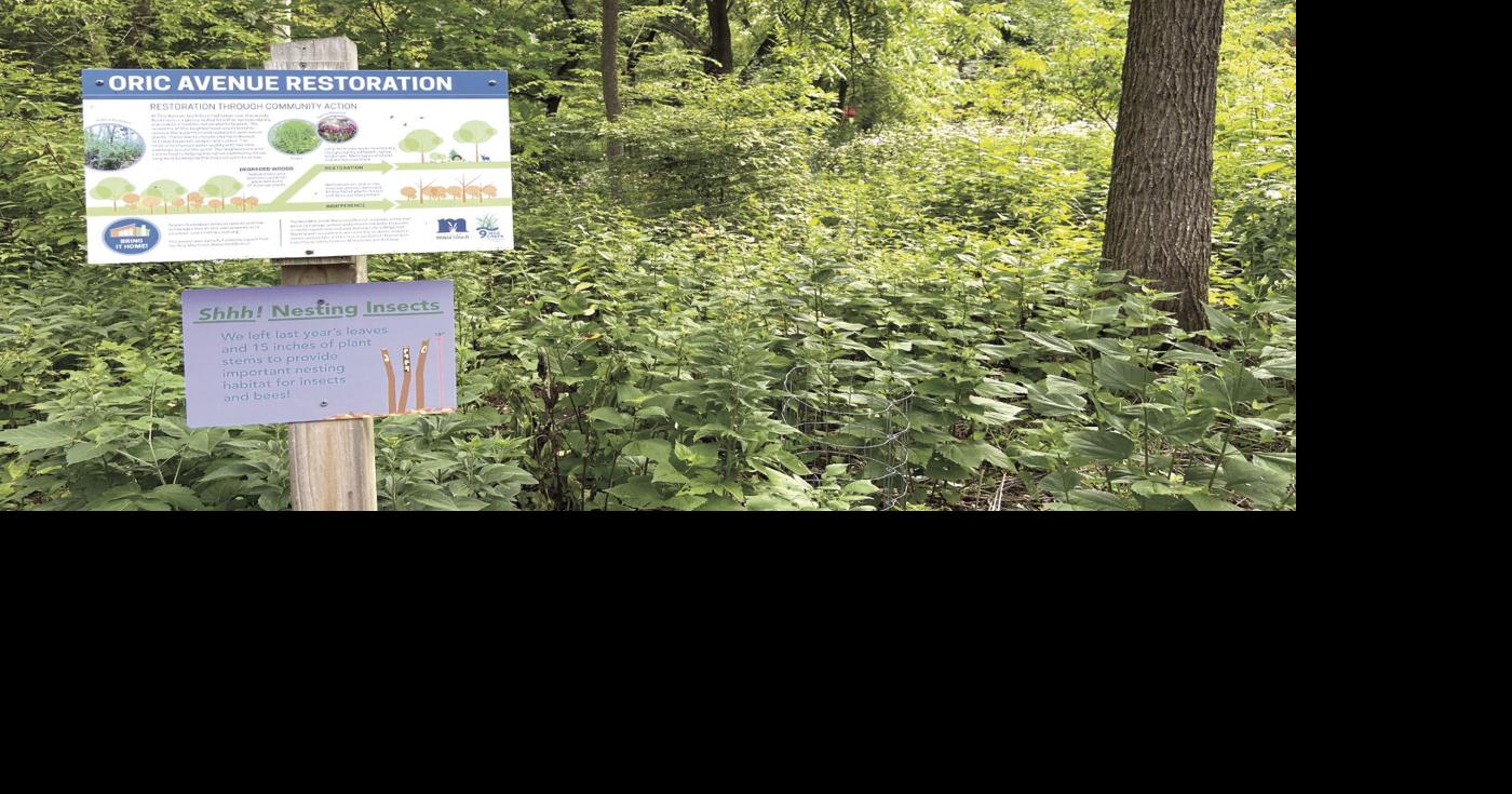 Minnetonka neighbors transform outlot into native plant oasis ...