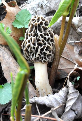 Morels present a sign of spring | Community | hometownsource.com