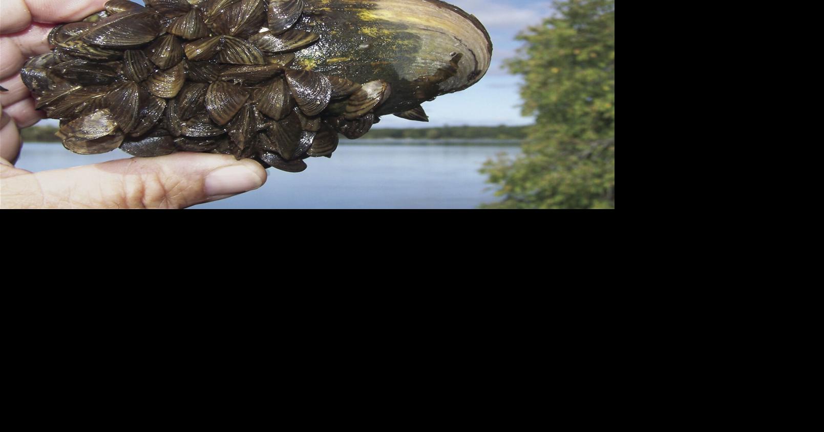 Zebra mussel larvae confirmed in Washington County lakes | Local News ...