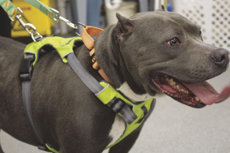 Displaced dogs, cats make way to Princeton after hurricane | Community ...