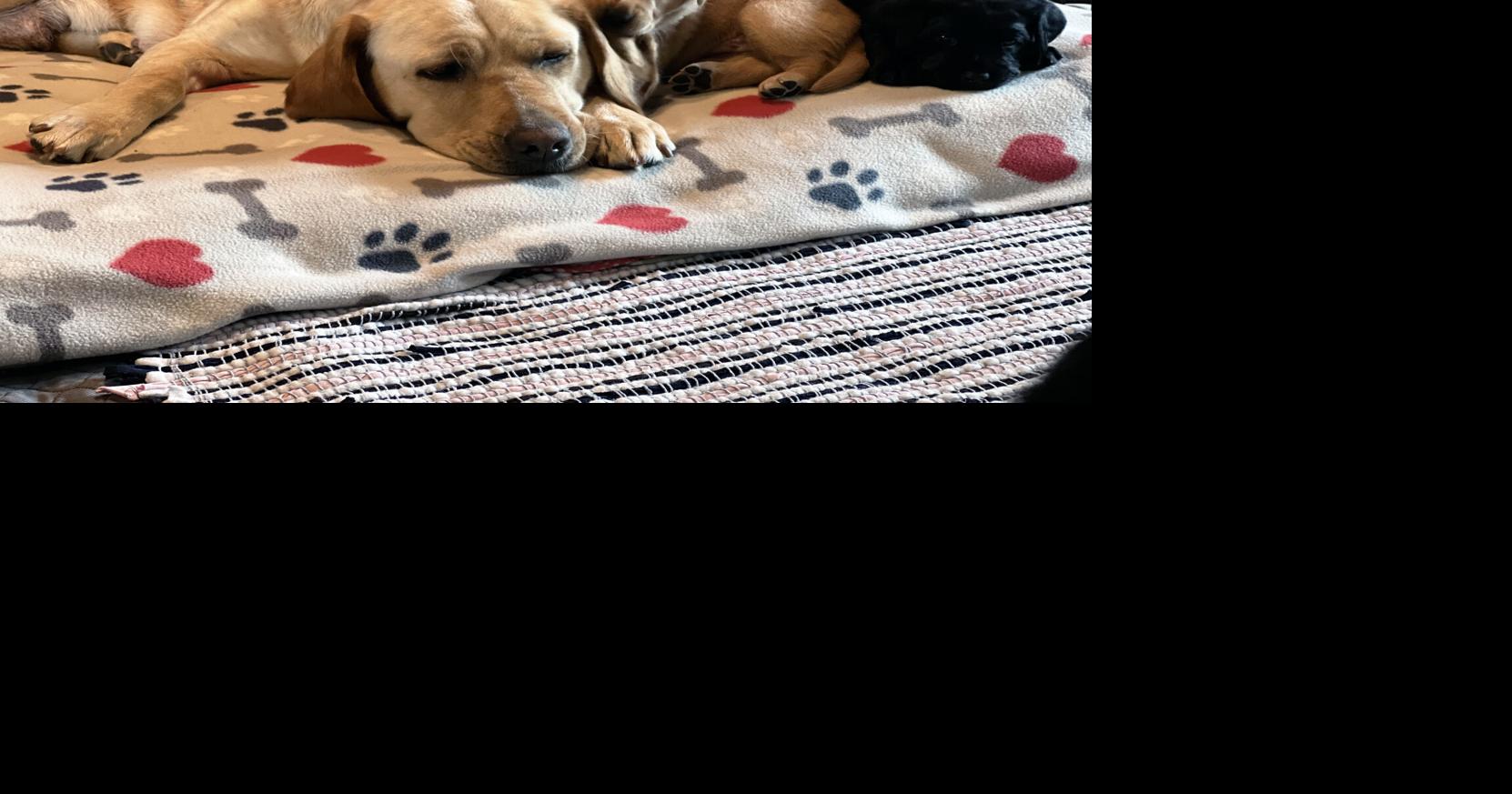 Can Do Canines opens ‘whelping center’ | Free | hometownsource.com