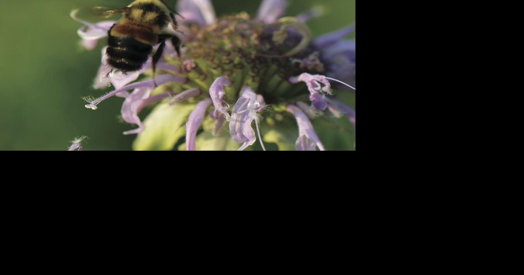 The bats and the bees | Community | hometownsource.com