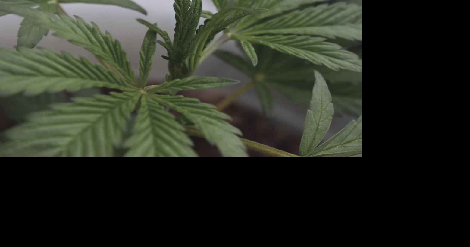 3 cannabis ordinances introduced by Minnetonka City Council | Local ...