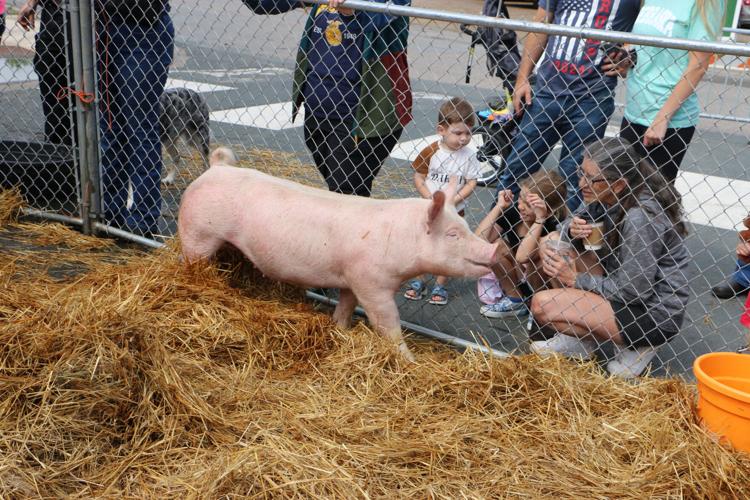Youngsters delight in animals at Dew Days petting zoo | Farmington ...