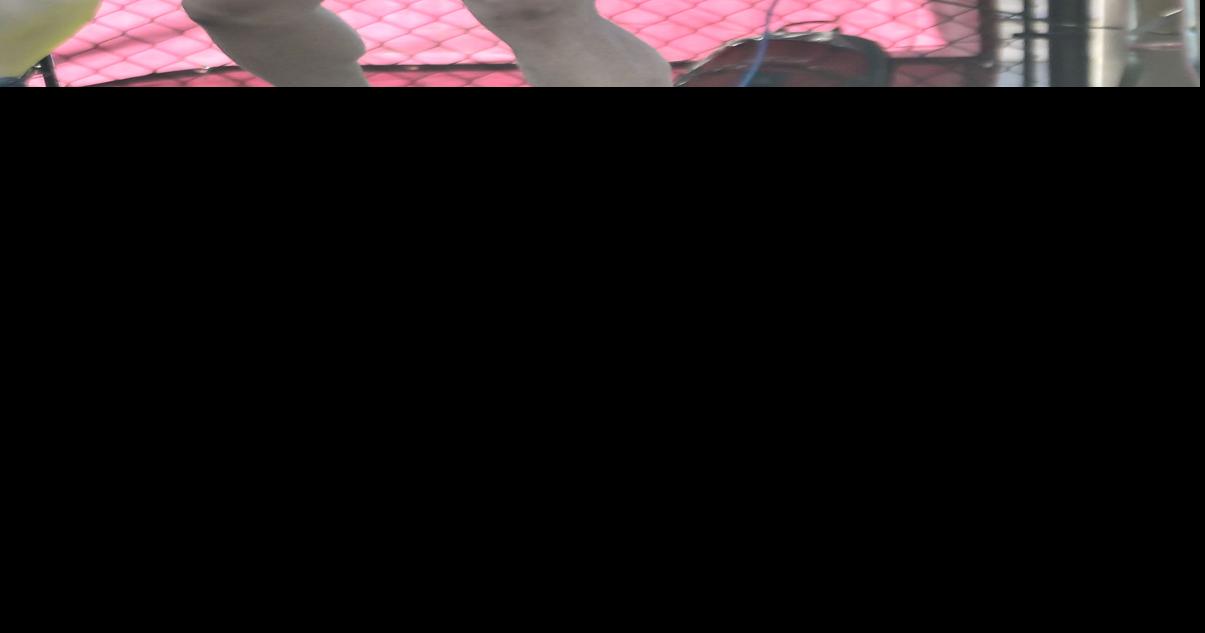 Breck boys track and field: Roddy wins state title in discus, adds ...