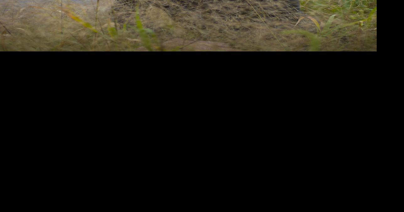 Anika Johnson is LFCHS Girl of the Month | Education | hometownsource.com