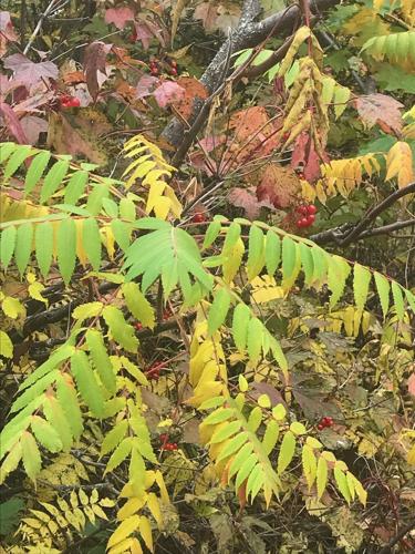 Sumac is gone, but Hopkins Park is decked out for fall | APG State News ...