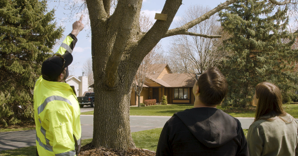 Eagan city foresters begin next phase of tree removal this Fall | Eagan ...