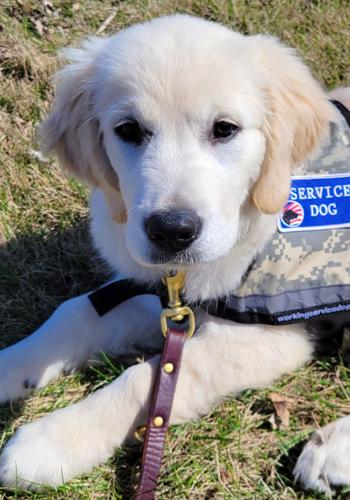 Legion event pairs golf, goodwill and four-legged heroes | Monticello ...