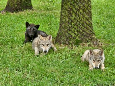 Pine Grove Zoo celebrates International Wolf Day | News ...