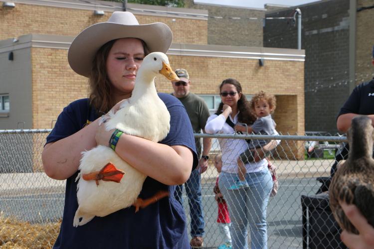 Youngsters delight in animals at Dew Days petting zoo | Farmington ...