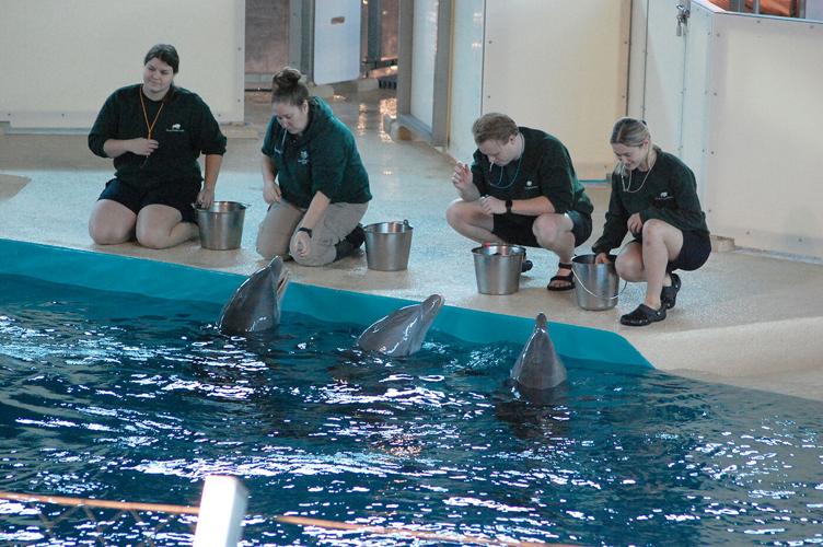 Dolphins on display at Minnesota Zoo for the first time in a decade ...