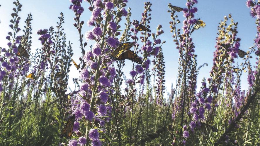 Restoration of pollinator habitats happening over next 5 years | Local ...