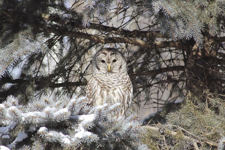 Blaine winter photo contest winners announced | Free | hometownsource.com