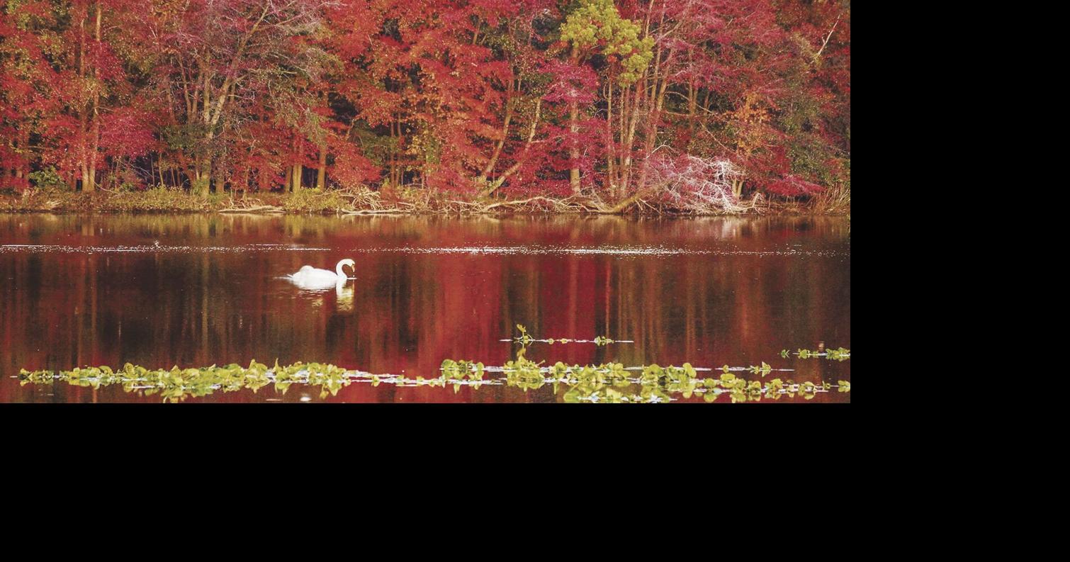 DNR offers fall foliage color forecast | Monticello Times ...