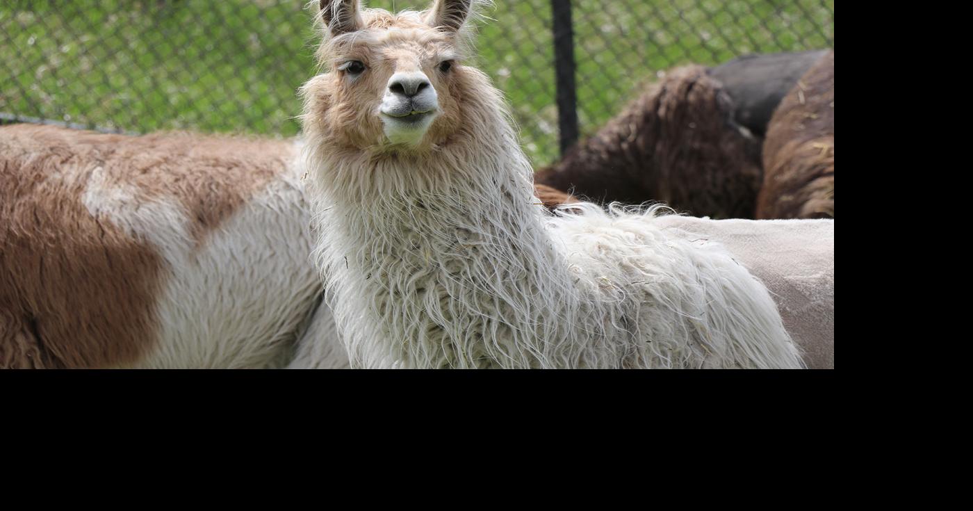 Minnesota Zoo opening new llama exhibit | Apple Valley | hometownsource.com