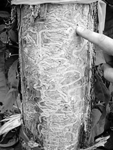 MDA tweets about Emerald Ash Borer found in St. Cloud | News ...