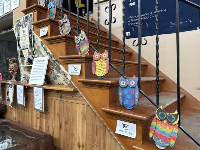 Festival of Owls returns to Houston this March | Local News ...