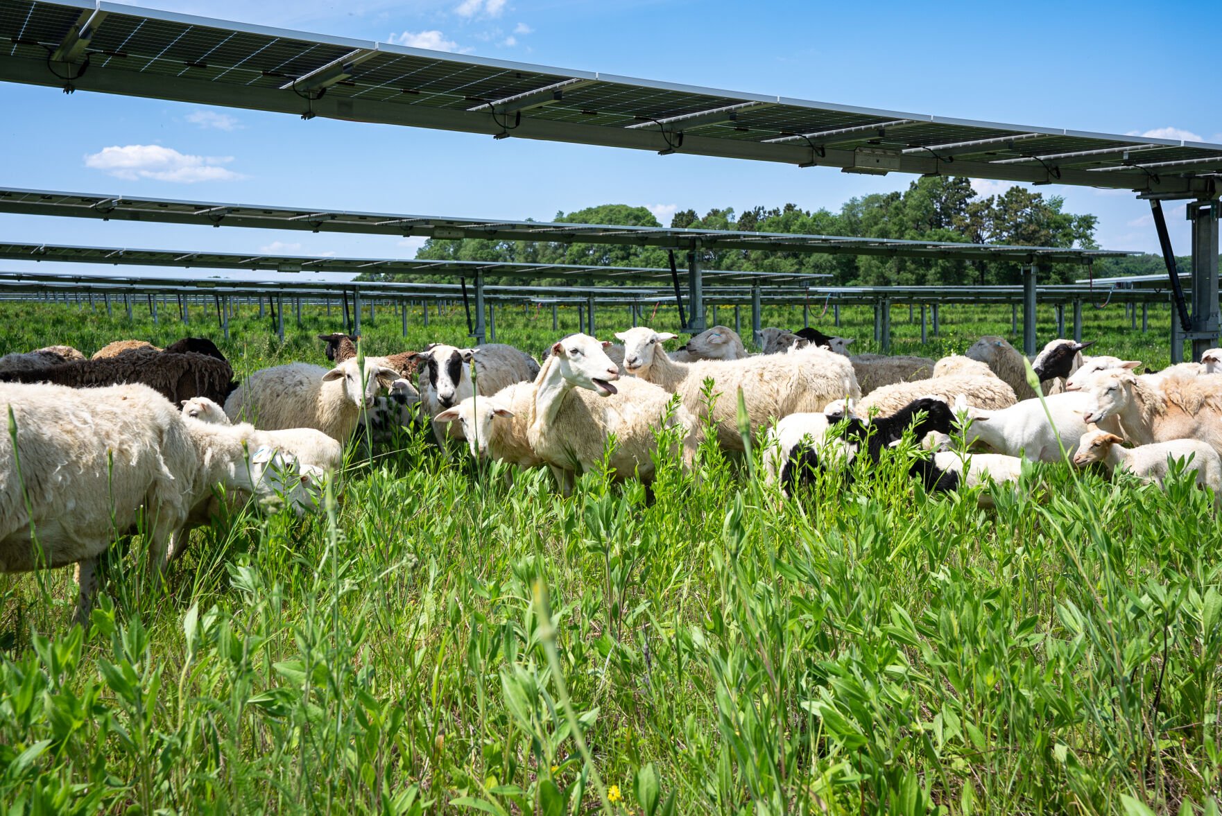 Grazing sheep provide cost-effective, ecologically friendly service for ...