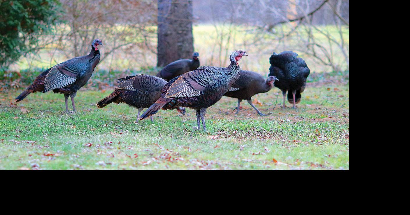 Fall turkey hunting season starts Saturday | Monticello Times ...