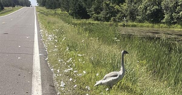Death of swans under investigation | Monticello Times | hometownsource.com