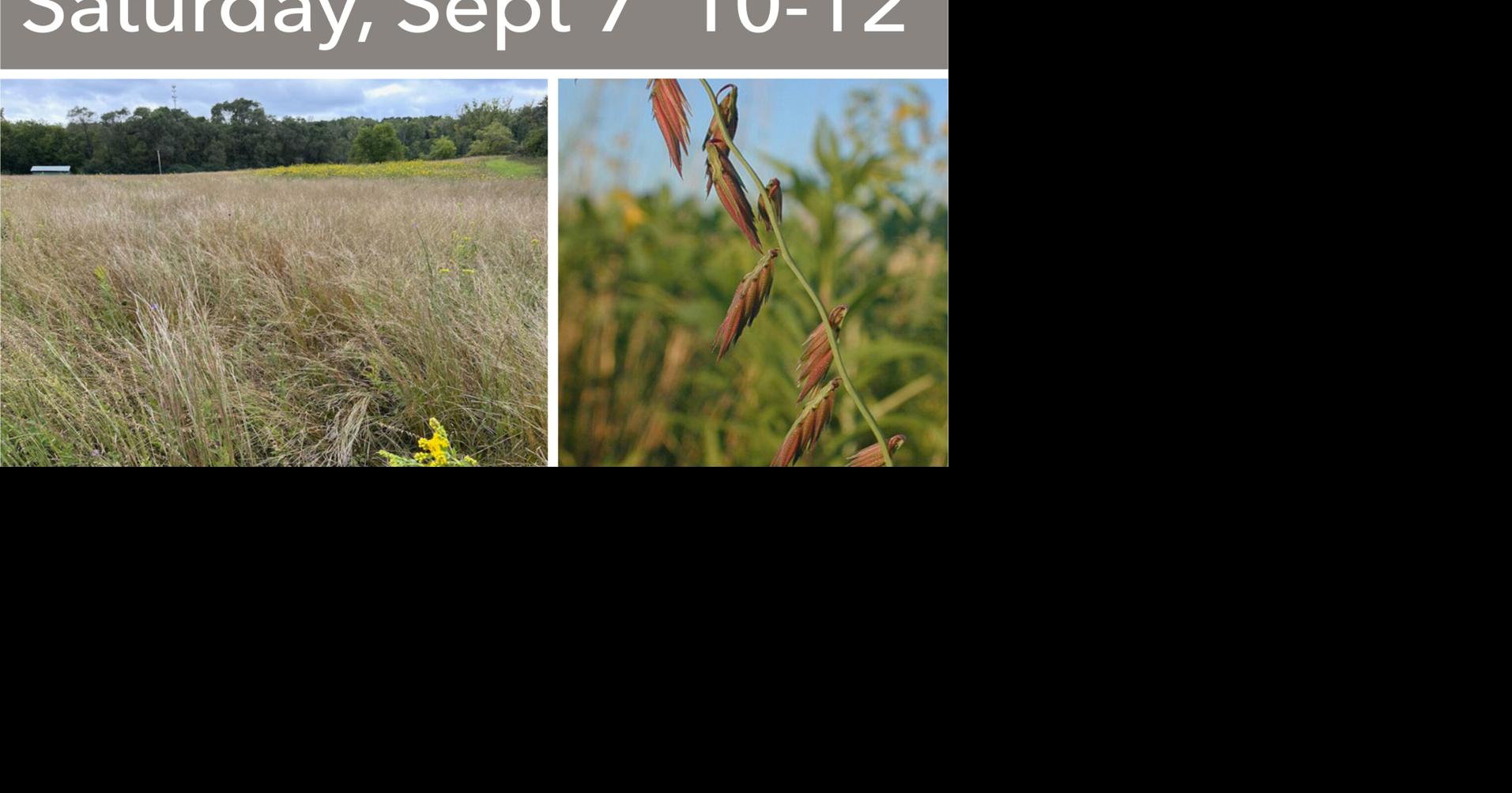 Prairie seed collection at People's Park | Bayport | hometownsource.com