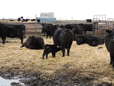 Bar J Ranch in Brooten named Pope County Cattle Family of the Year ...