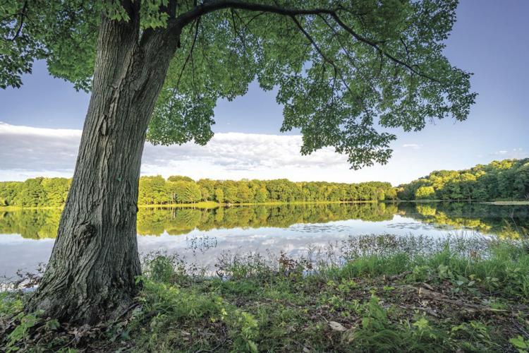 Better Place Forests plant over 13,000 trees | Community ...