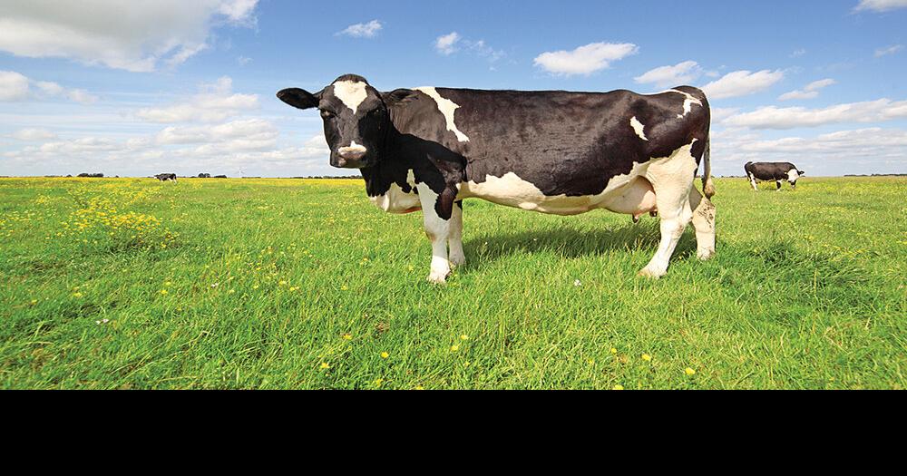 Top Minnesota dairy farms honored for superior cow care | News ...