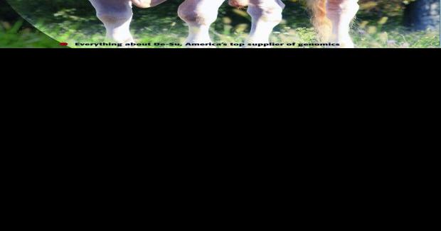 The #1 Holstein bull in the world comes from just down the road | Local ...