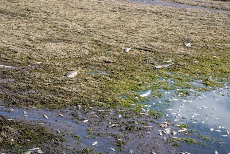 Lake Alice anticipated to be closed through fall of 2027 | News ...