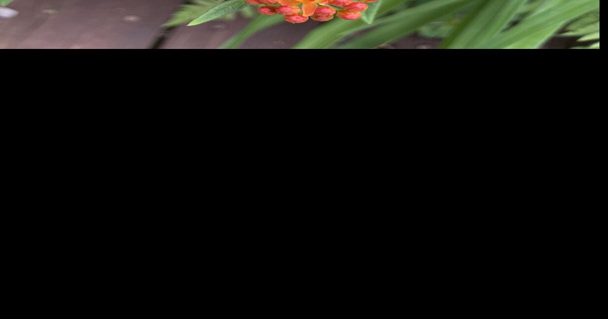 Mark the Location of Late Emerging Perennials | Agriculture ...