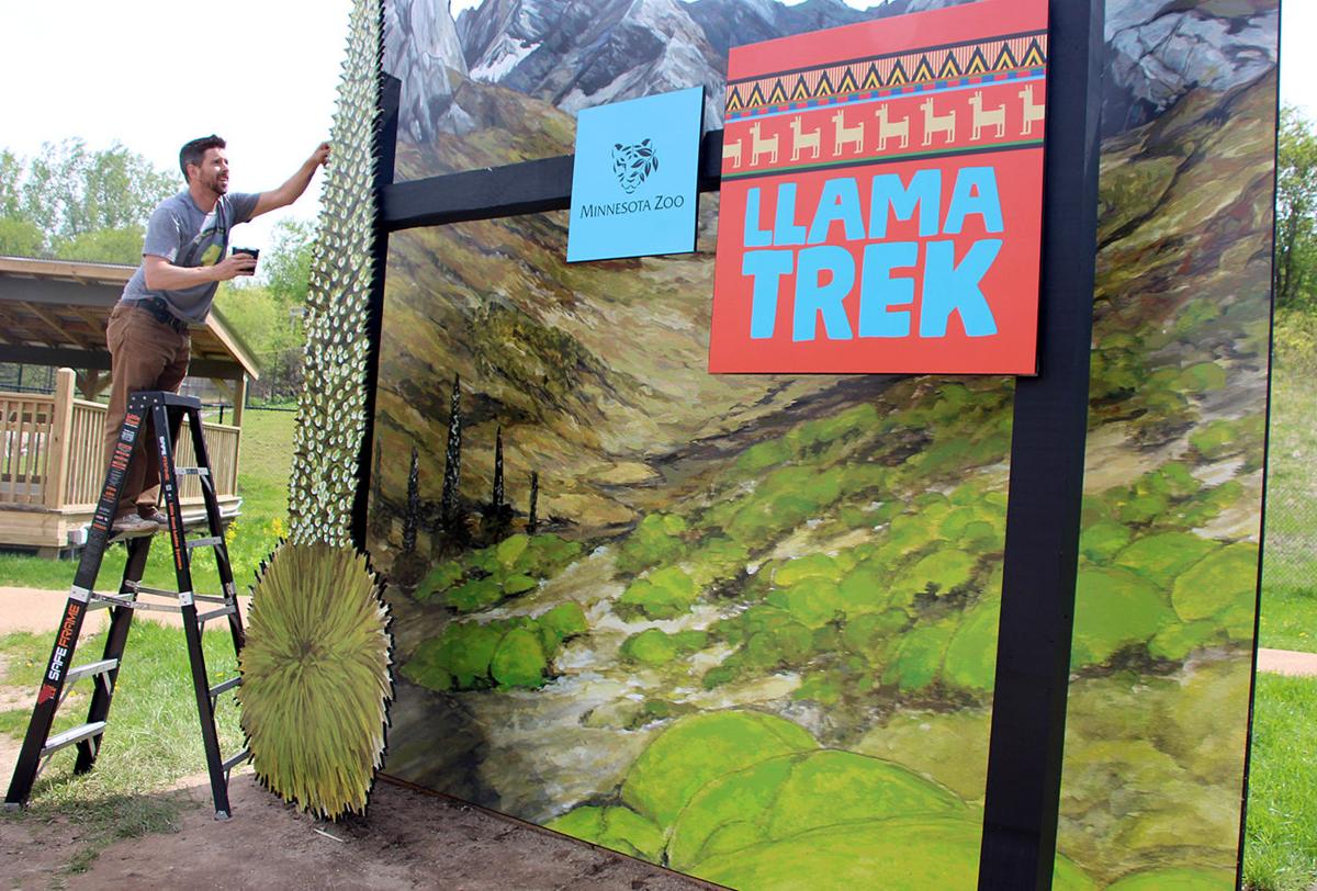 Minnesota Zoo opening new llama exhibit | Apple Valley | hometownsource.com