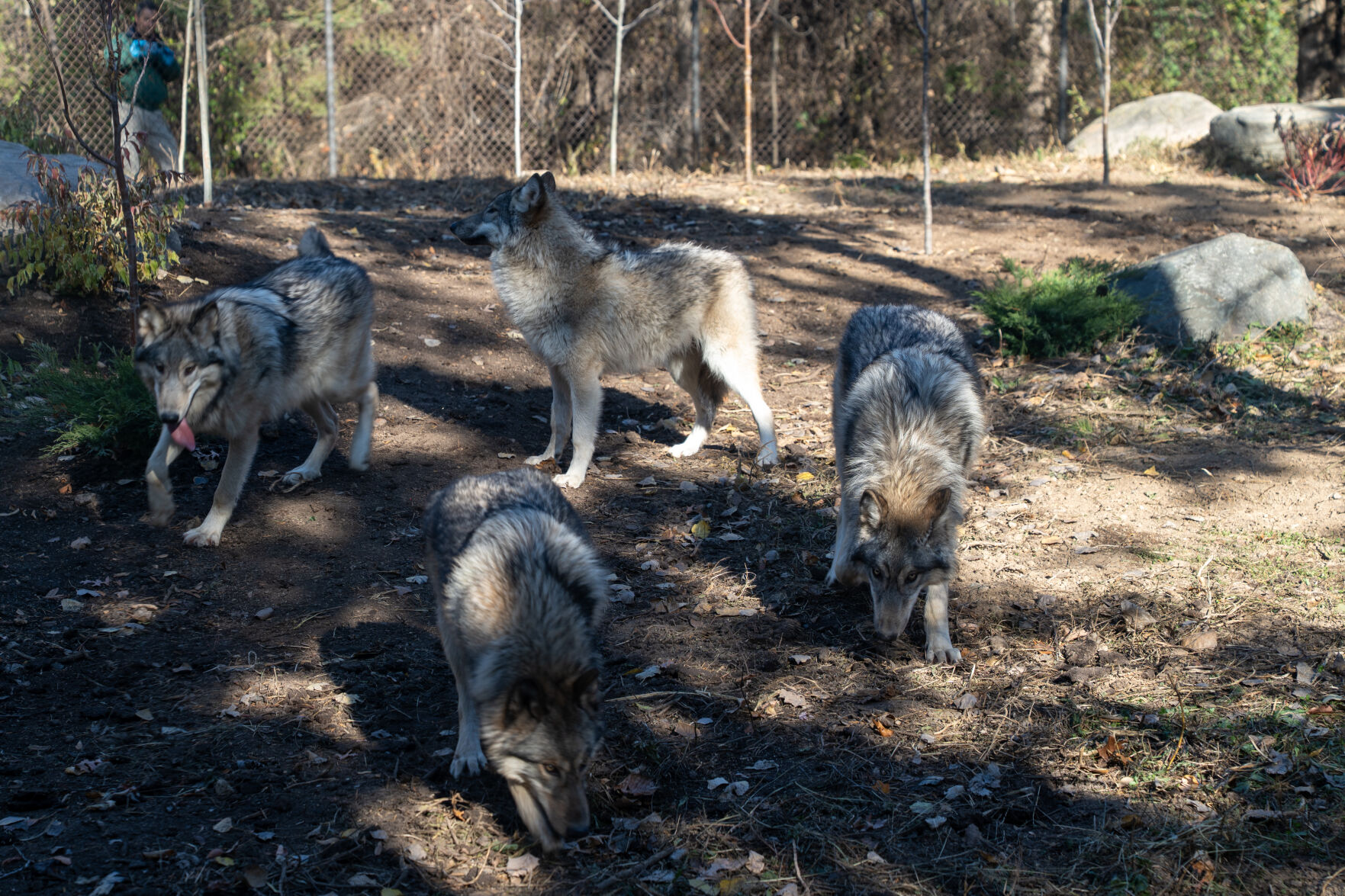 New pack of gray wolves introduced at Minnesota Zoo | Free ...