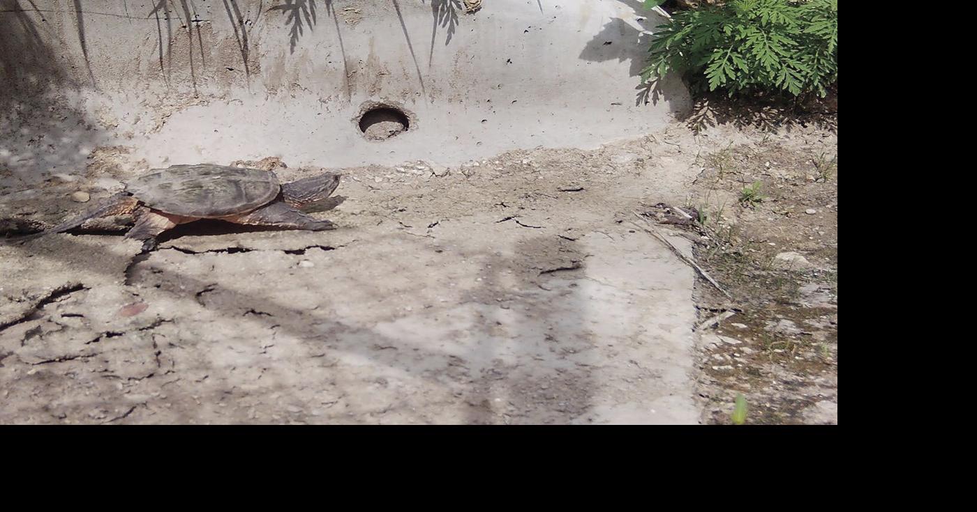 Dakota County ‘turtle tunnels’ provide safe wildlife passage | Free ...